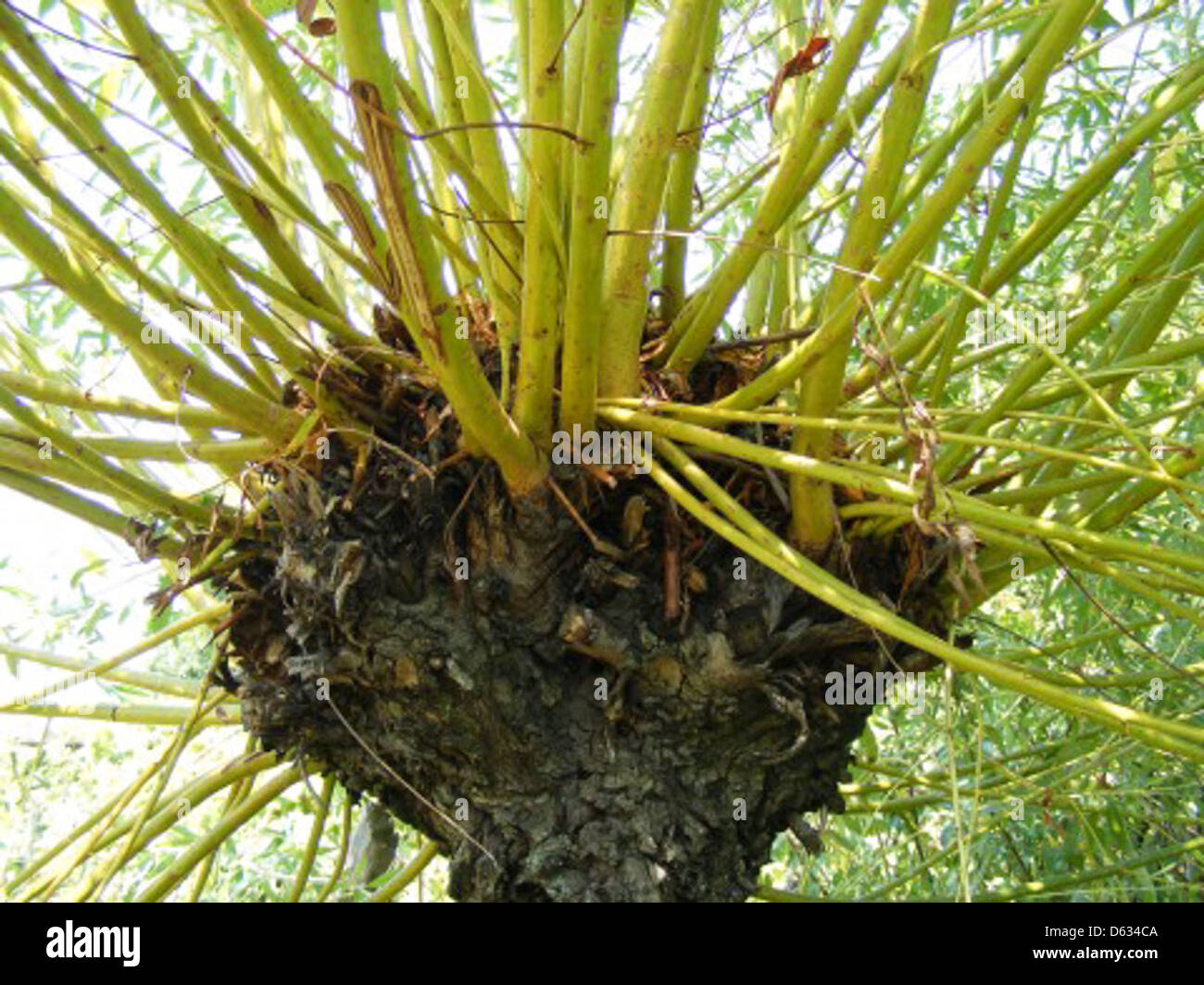 Weeping willow tree drooping hi-res stock photography and images - Alamy