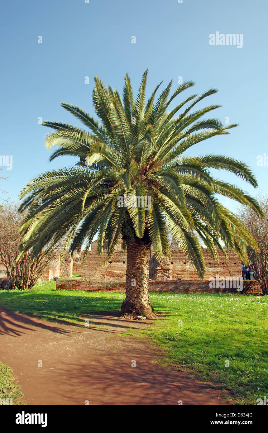 Palm tree and ruins in Rome on Palatine Hill Stock Photo - Alamy
