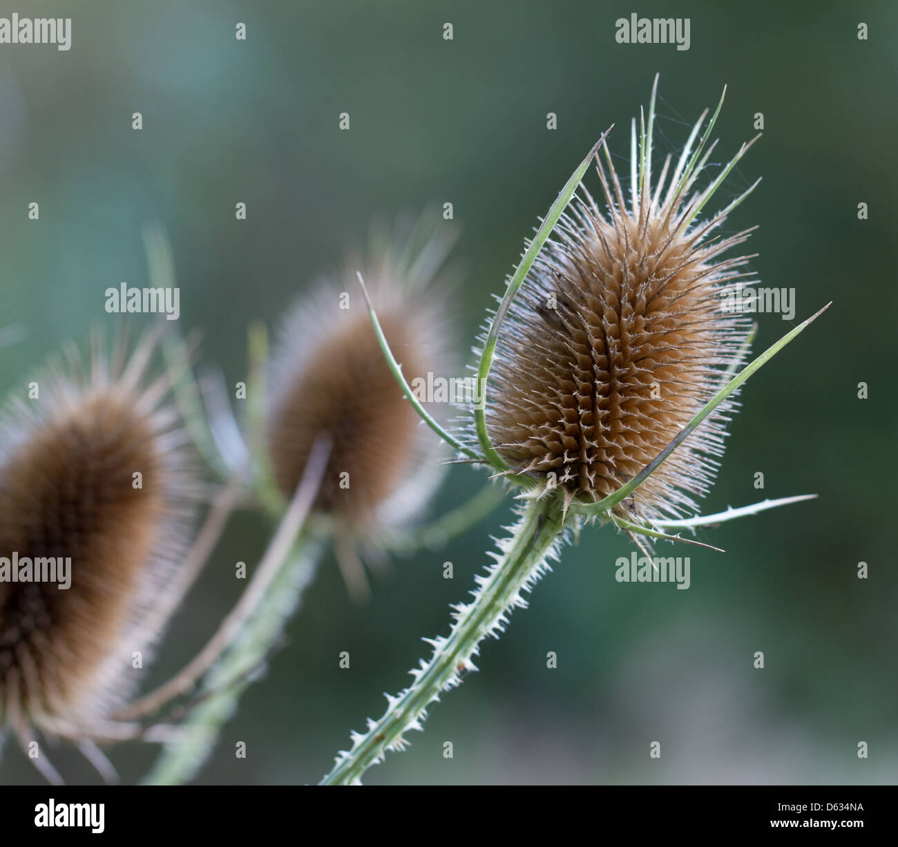 Teazel hi-res stock photography and images - Alamy