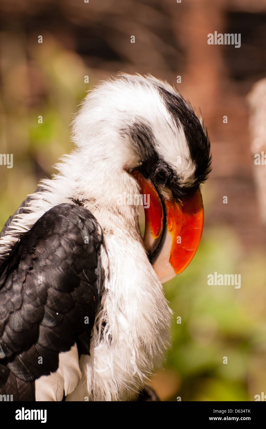 Animal in London zoo Stock Photo - Alamy