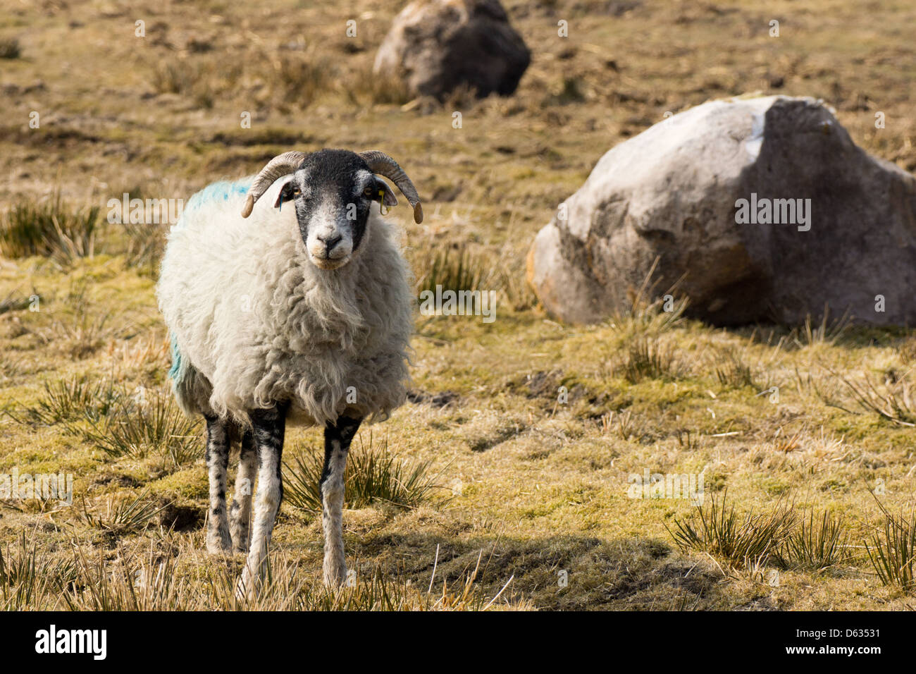 Sheep forest of bowland hi-res stock photography and images - Alamy