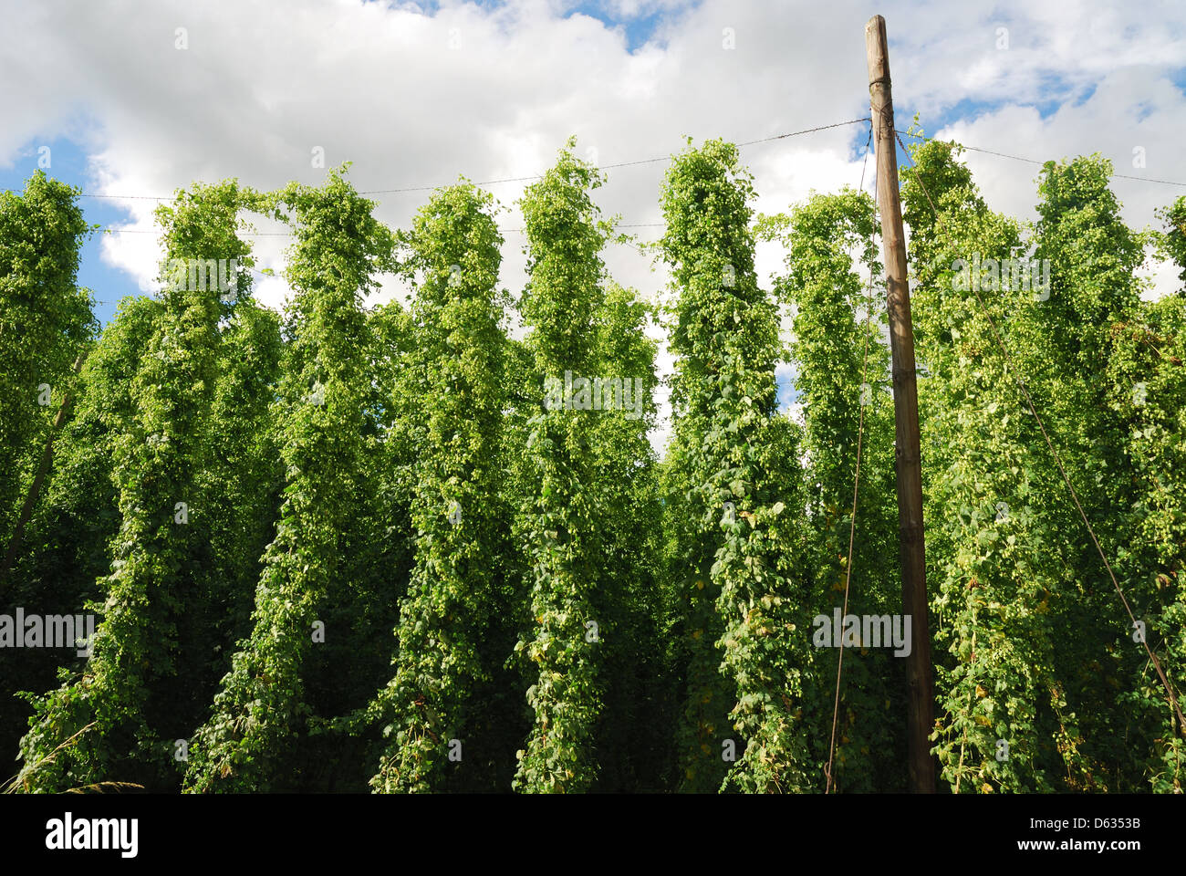 A filed with hop plants Stock Photo - Alamy