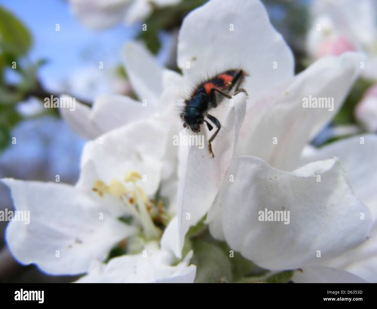 A hairy cockroach sits on a white flower, exhibiting its detailed ...