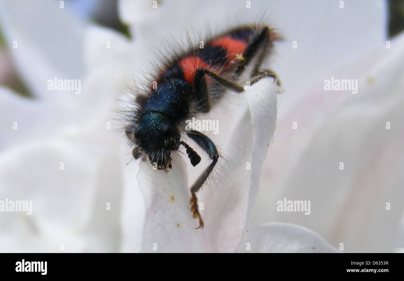 This image shows a bug, possibly a beetle, on a flower, blending into ...