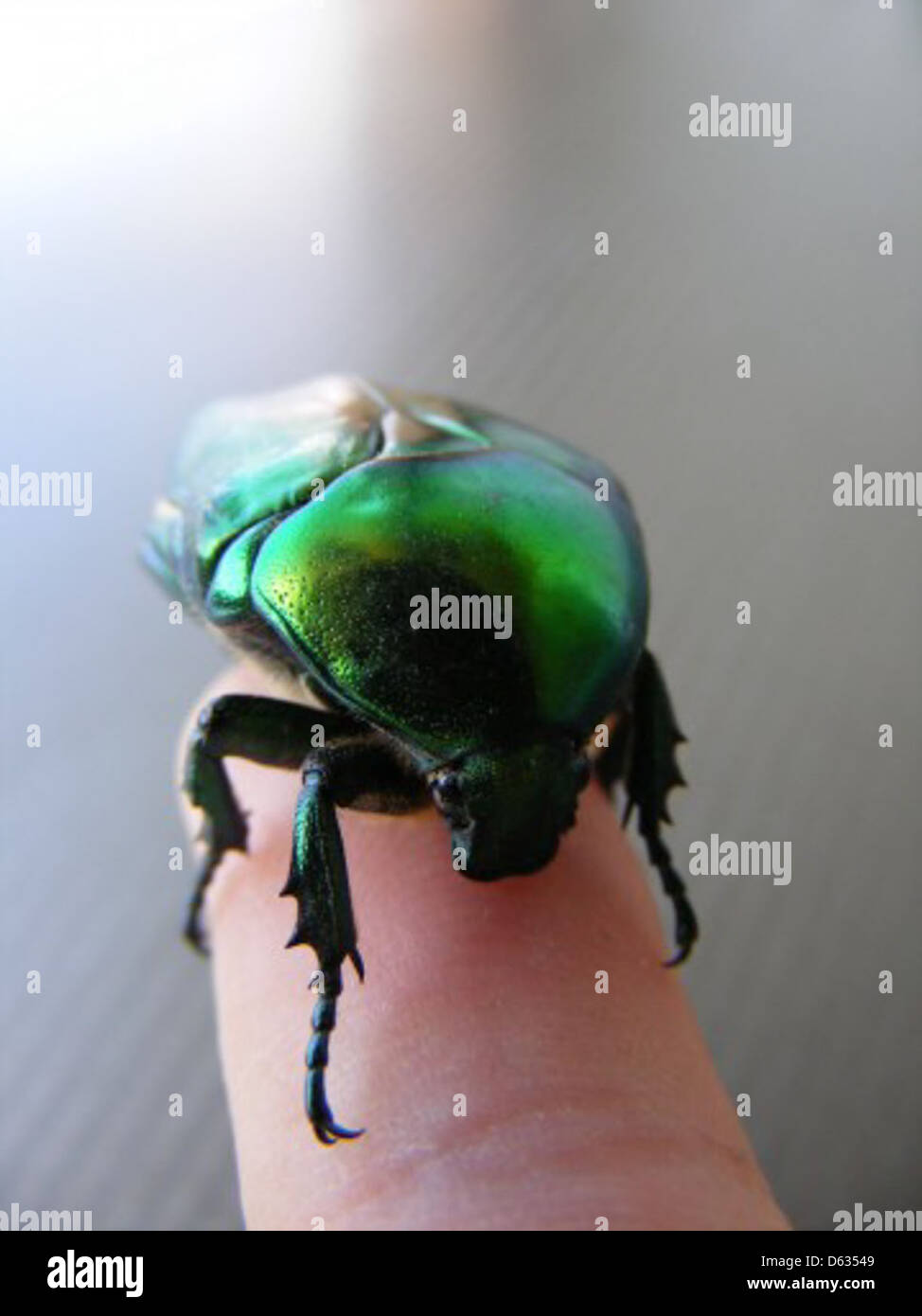 A close-up shot of a bug, likely a beetle, resting on a finger. The ...