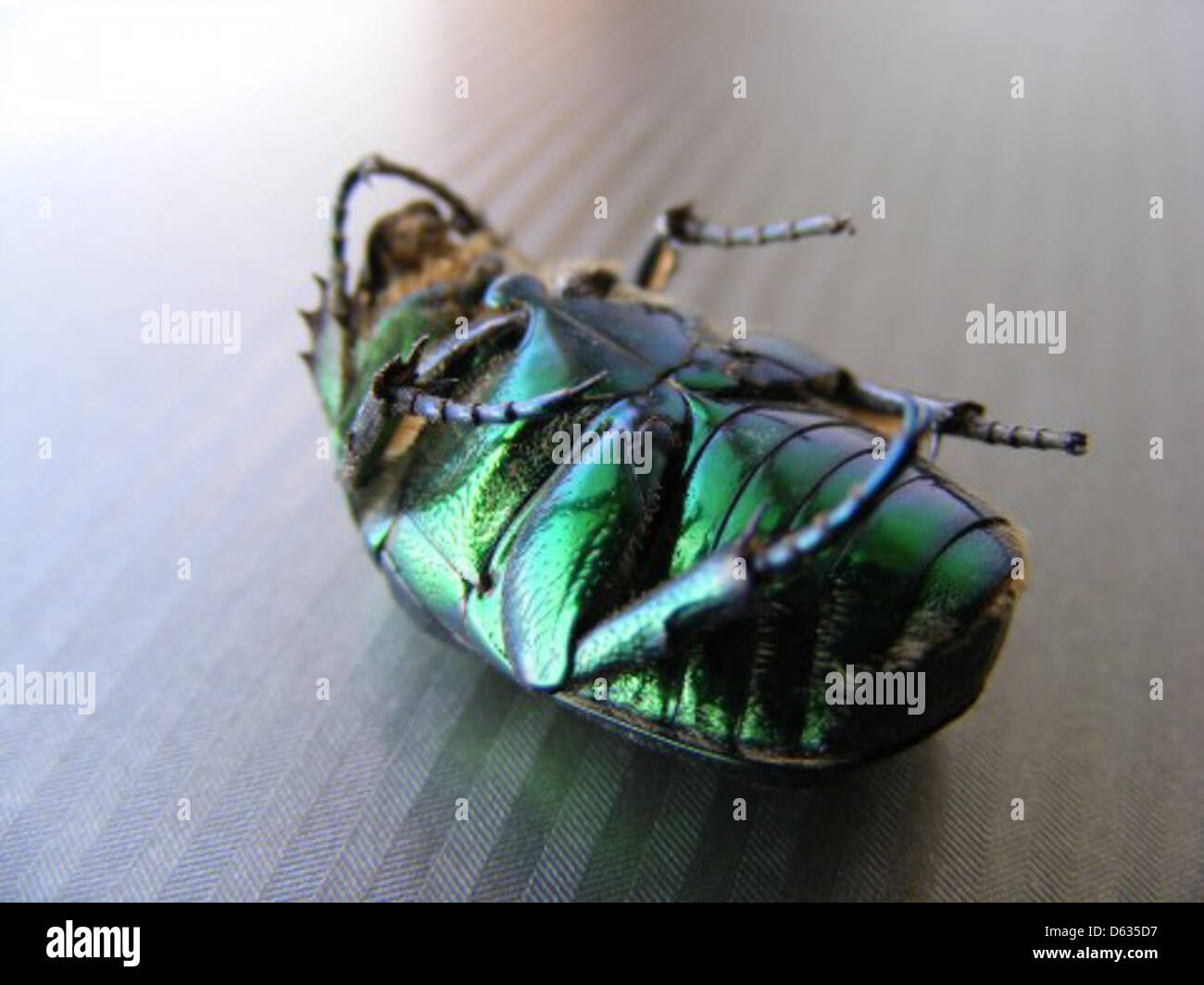 A close-up image of a dead bug, likely a beetle or similar insect. The ...