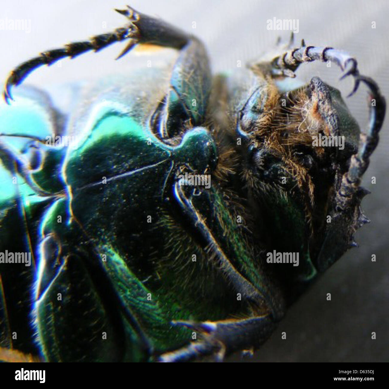 The image shows a dead beetle, a common pest, as part of a pest control ...