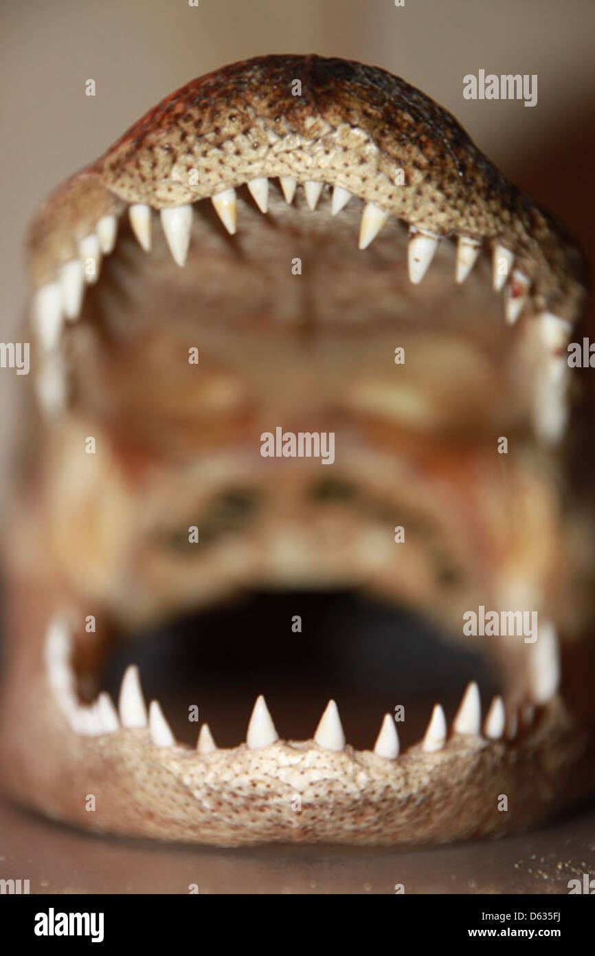 Alligator shows teeth hi-res stock photography and images - Alamy