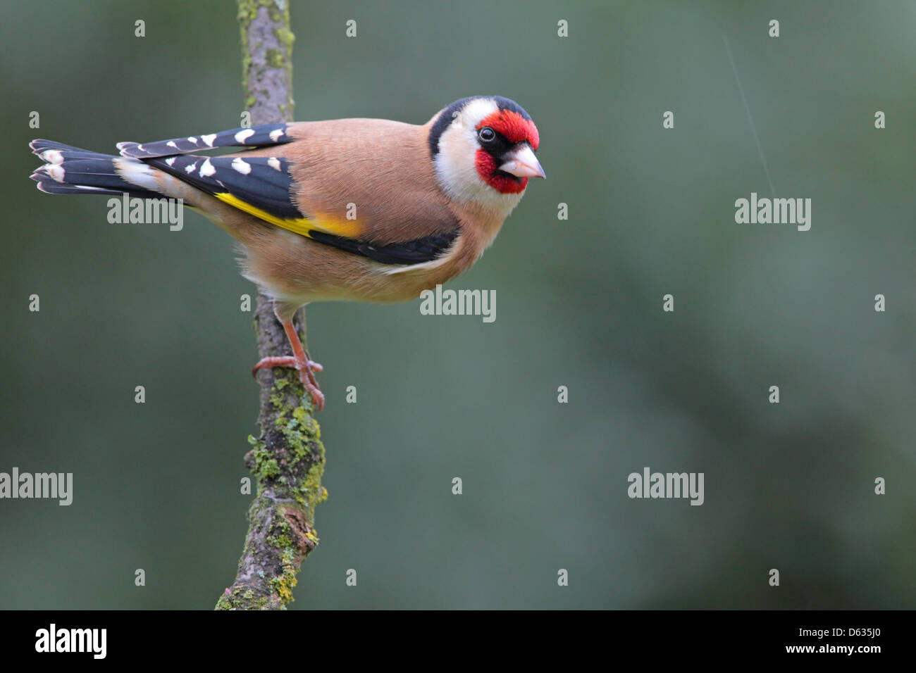 Adult European Goldfinch Carduelis carduelis in a British garden Stock ...