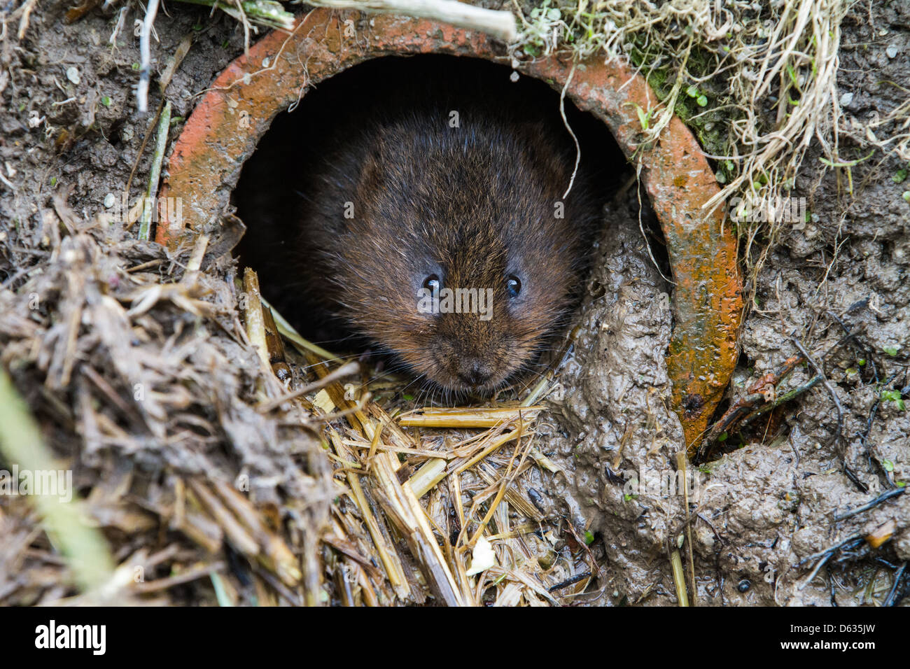 Water Vole ( Arvicola amphibius)looking out of a hole Stock Photo - Alamy