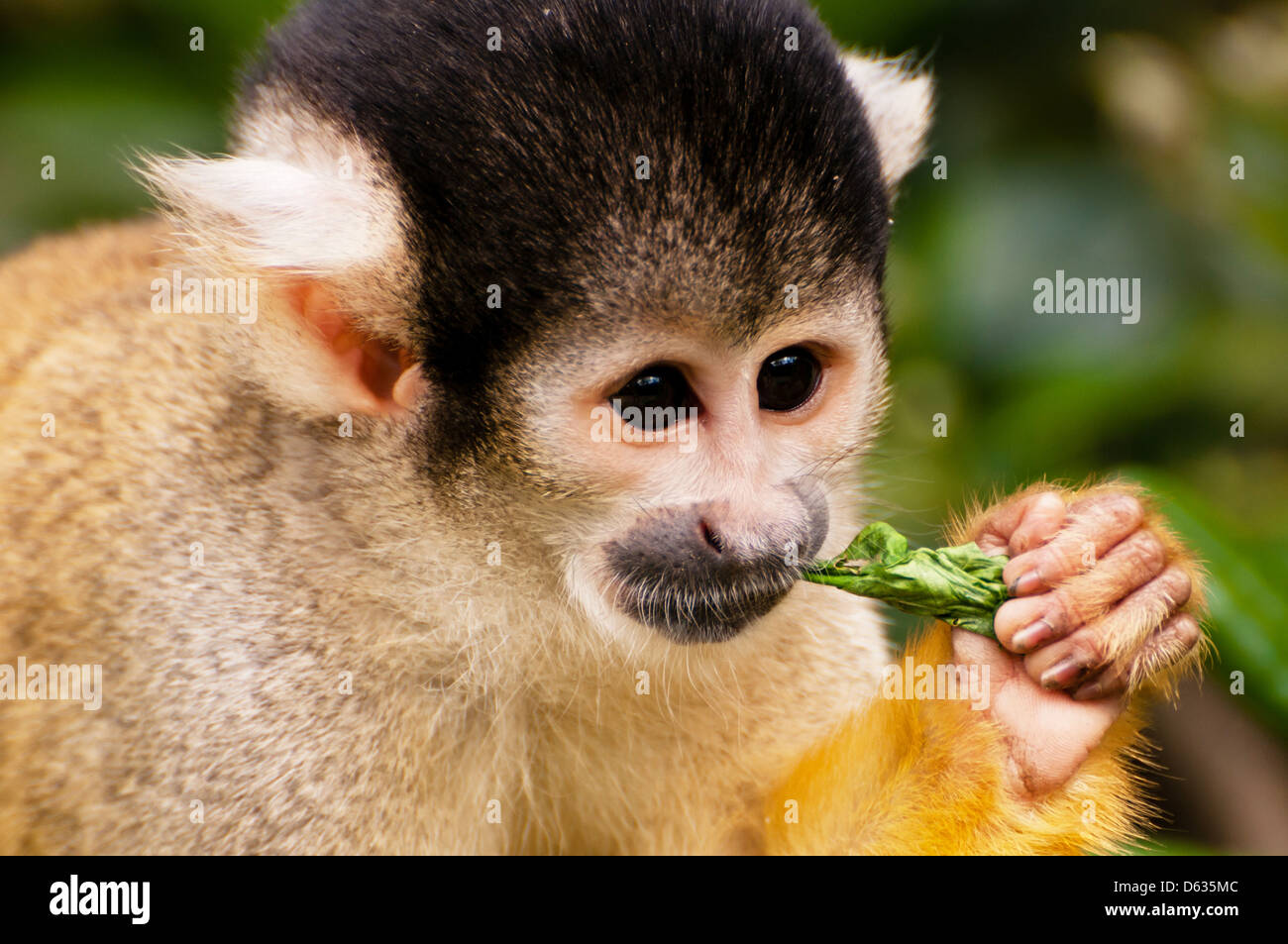 Animal in London zoo Stock Photo - Alamy