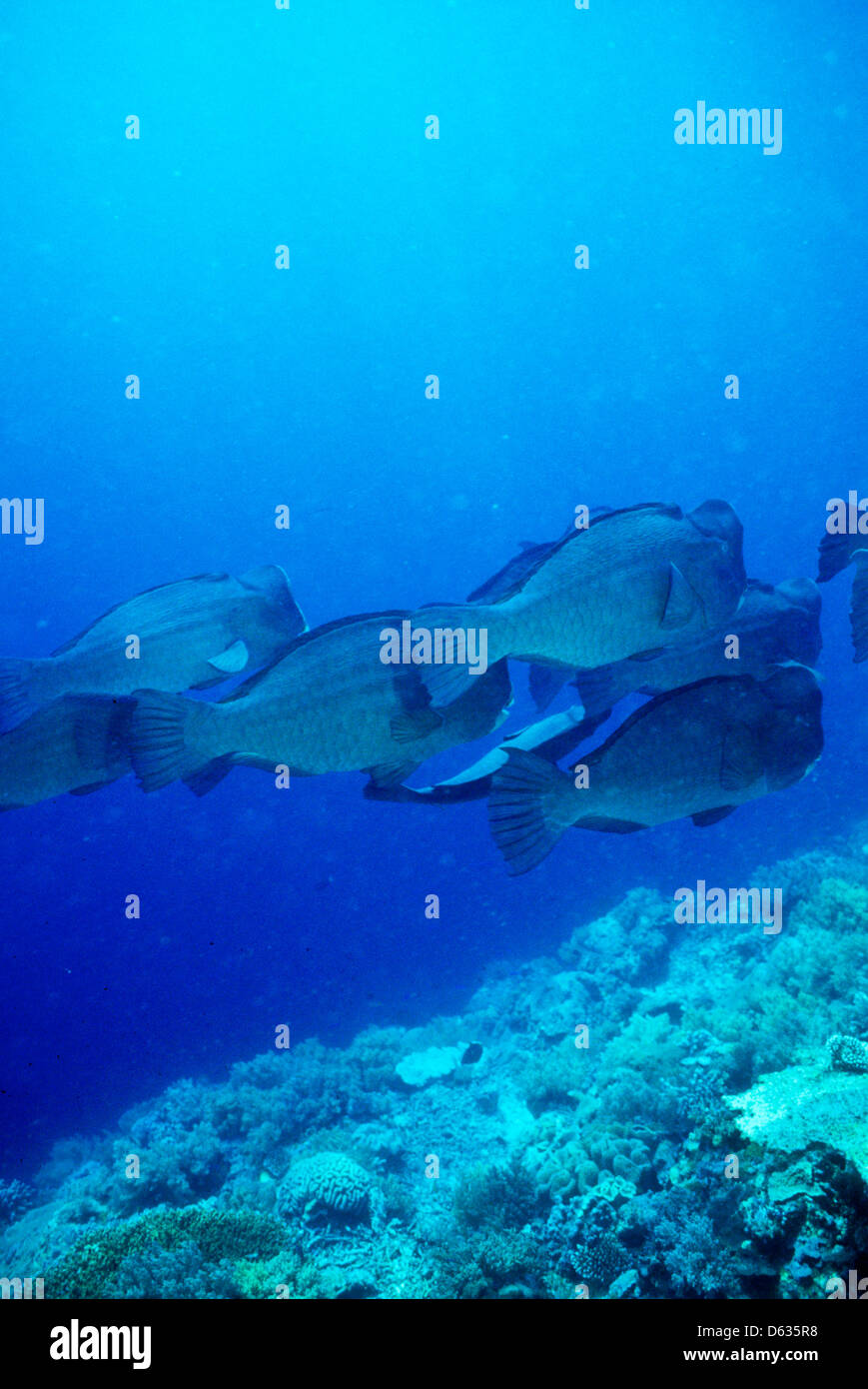 Bumphead parrot fish,Bolbometopon muricatum,Sipadan Nov 1990 Underwater ...