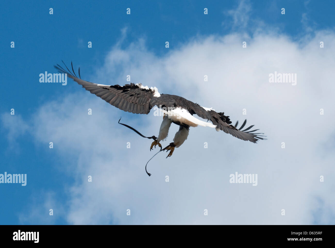 Warwick castle birds of prey hi-res stock photography and images - Alamy