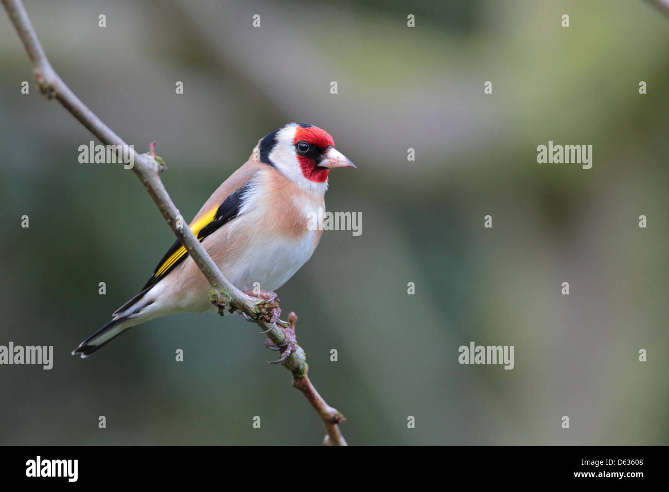 Adult European Goldfinch Carduelis carduelis in a British garden Stock ...