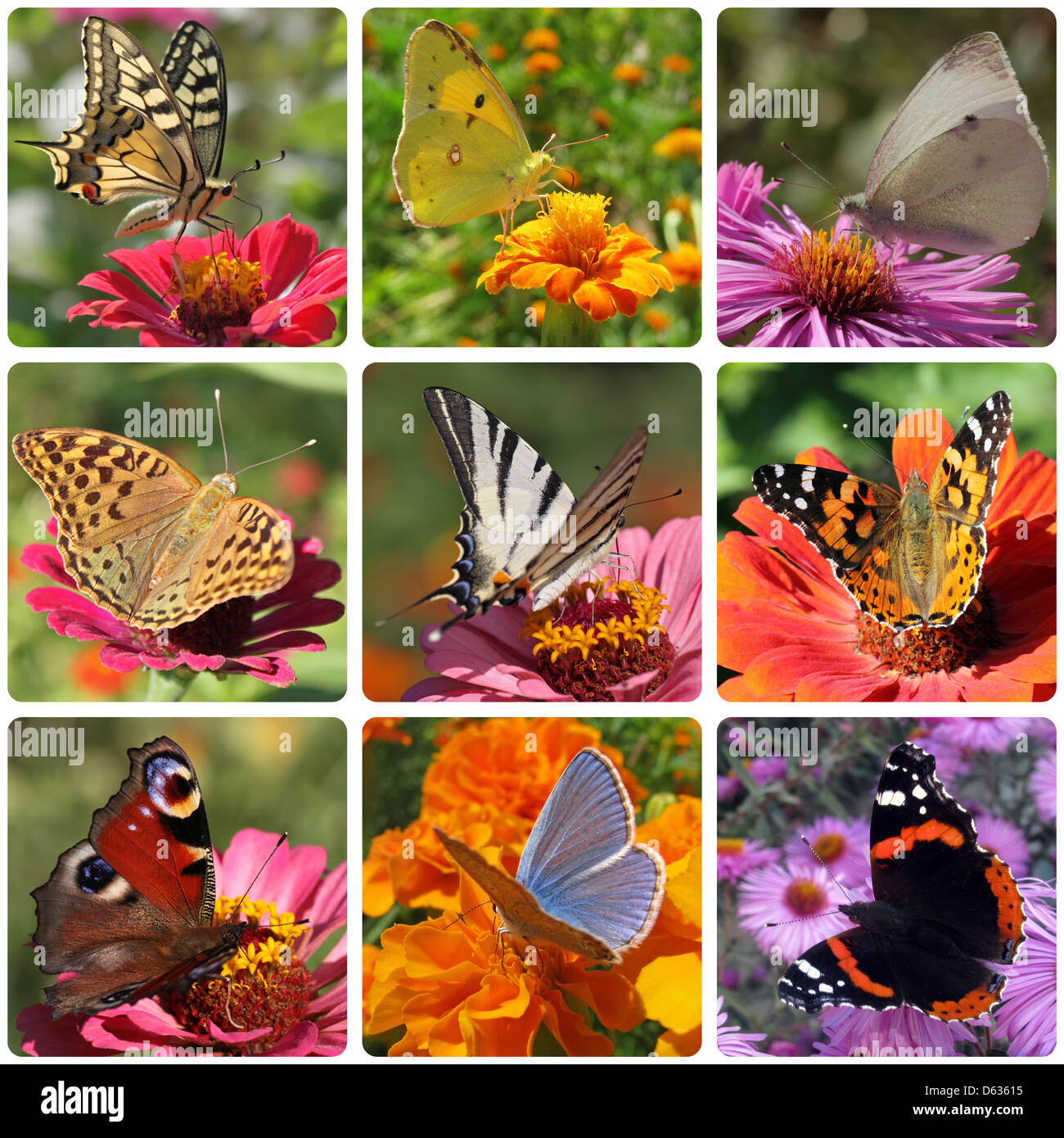 collage with nine kinds of butterflies Stock Photo - Alamy