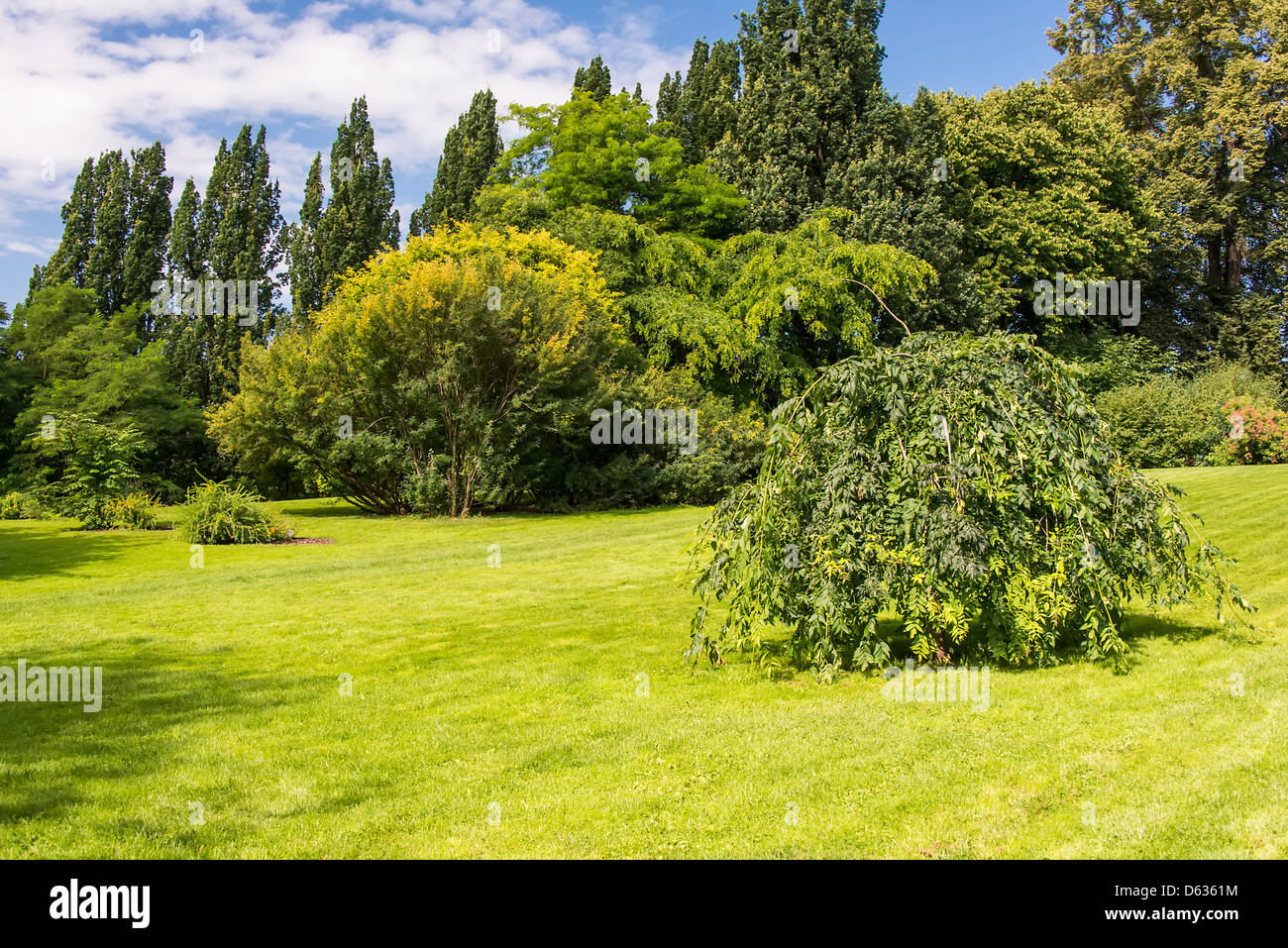 Tree in garden Stock Photo - Alamy