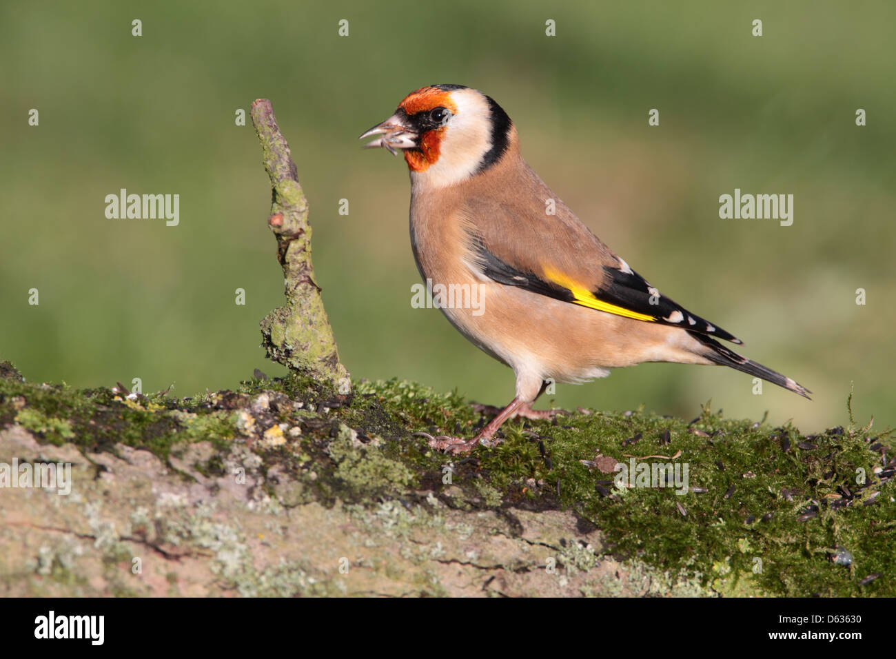 Adult European Goldfinch Carduelis carduelis in a British garden Stock ...