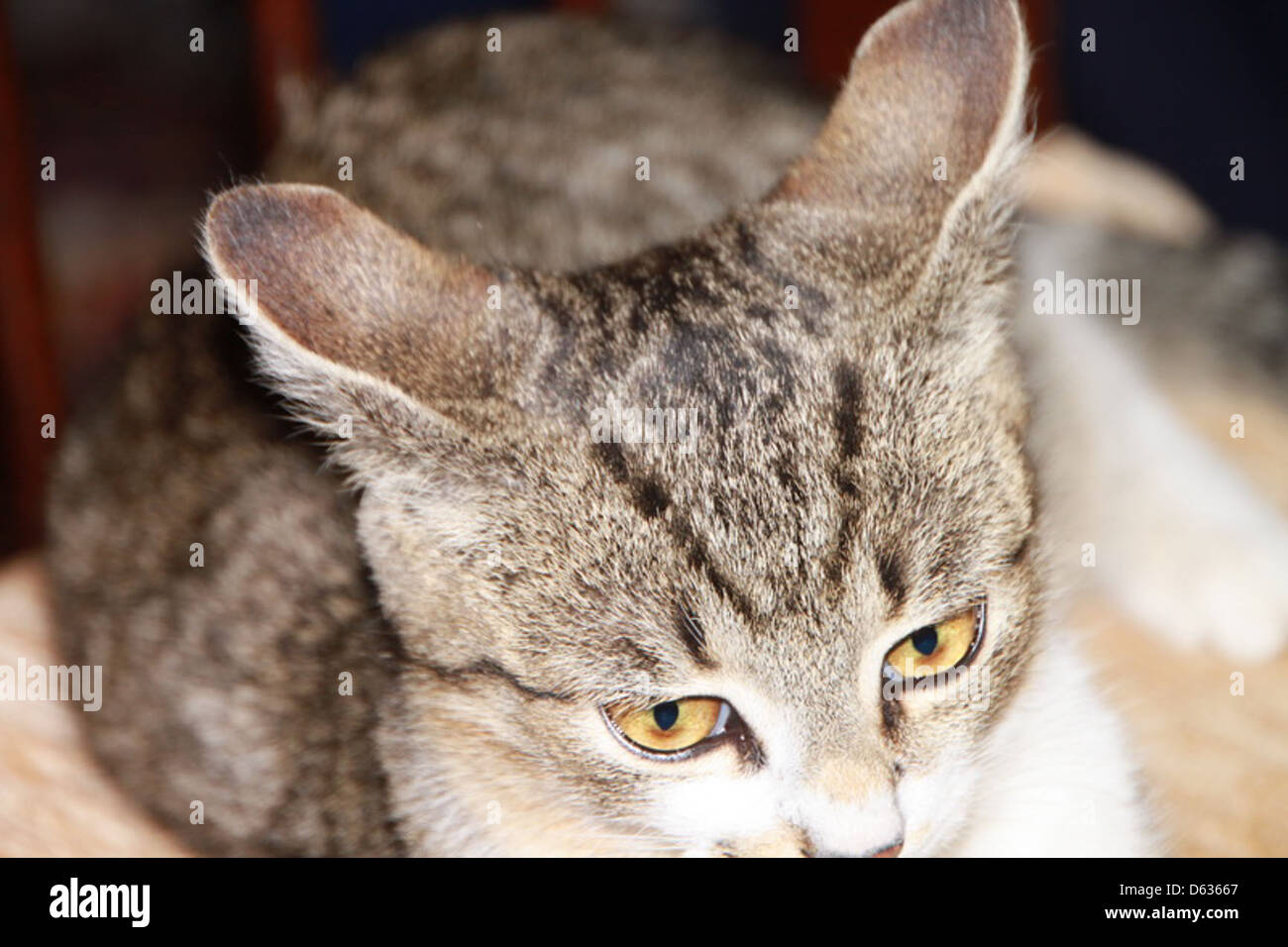 Ochi hi-res stock photography and images - Alamy