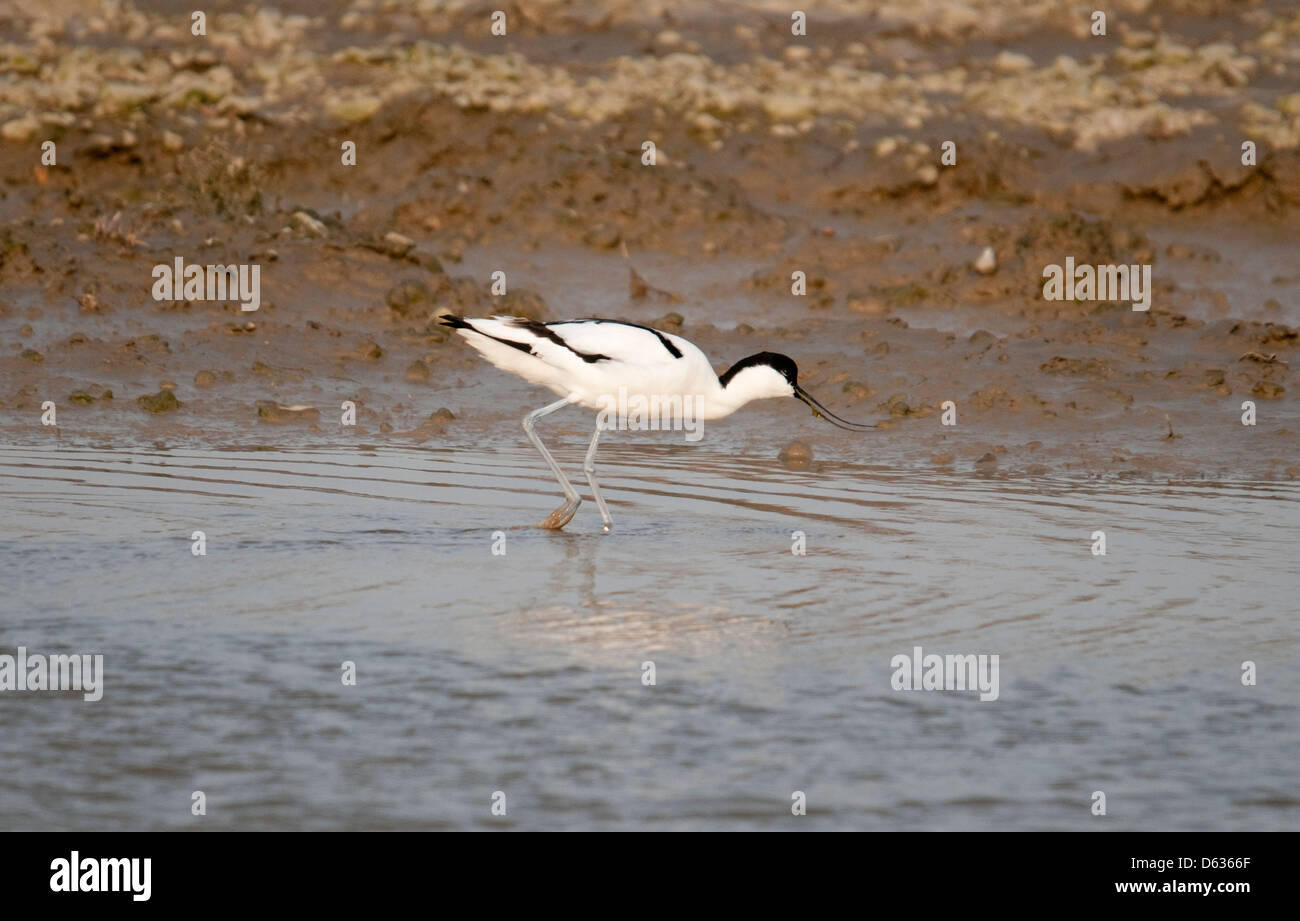 Bird white water wading feeding hi-res stock photography and images - Alamy