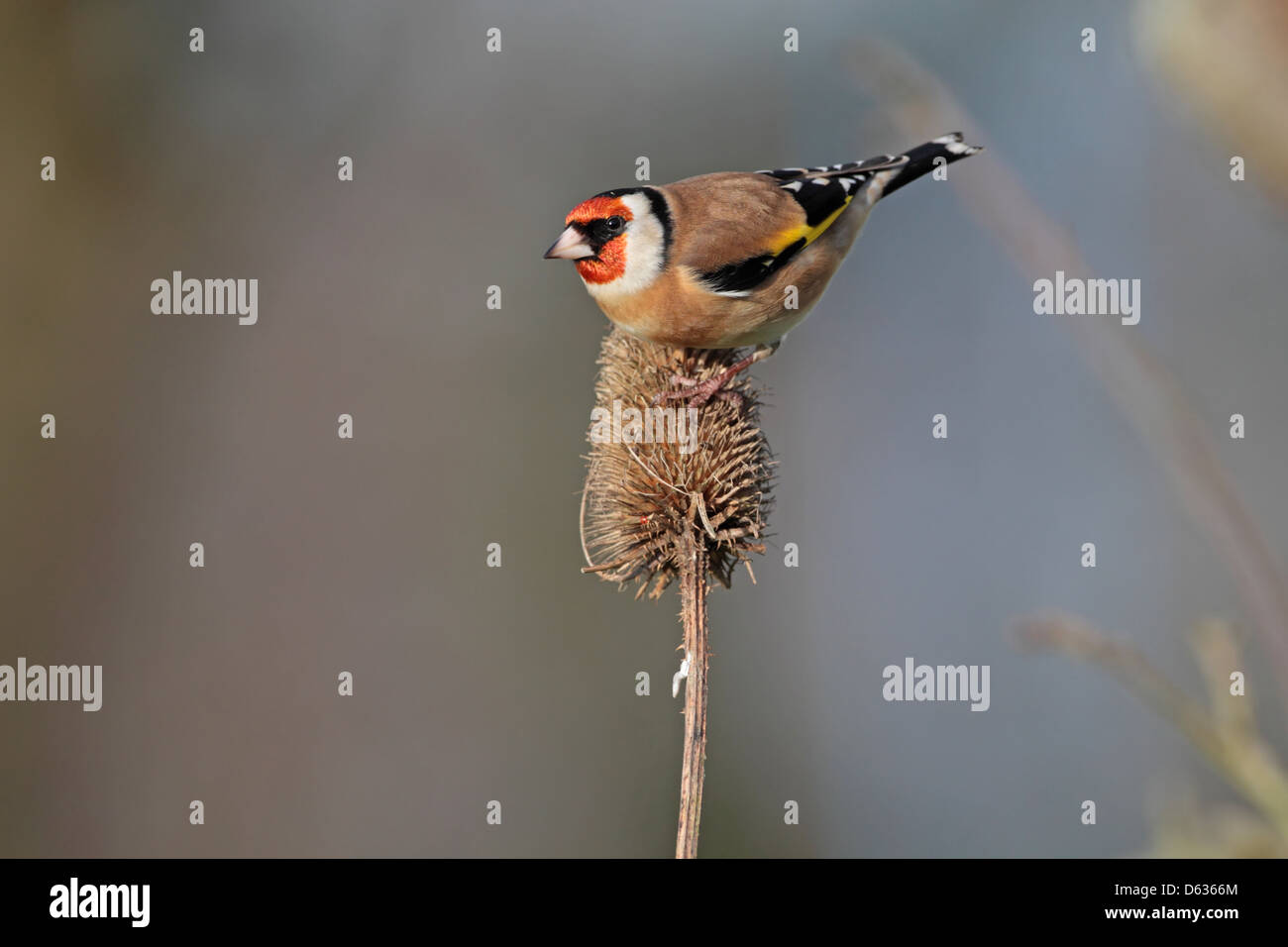 Male European Goldfinch Carduelis carduelis on a teasel in a British ...