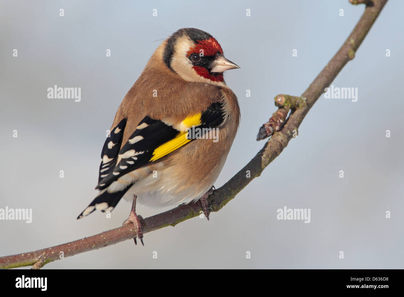 Gold finch male feeding uk hi-res stock photography and images - Alamy