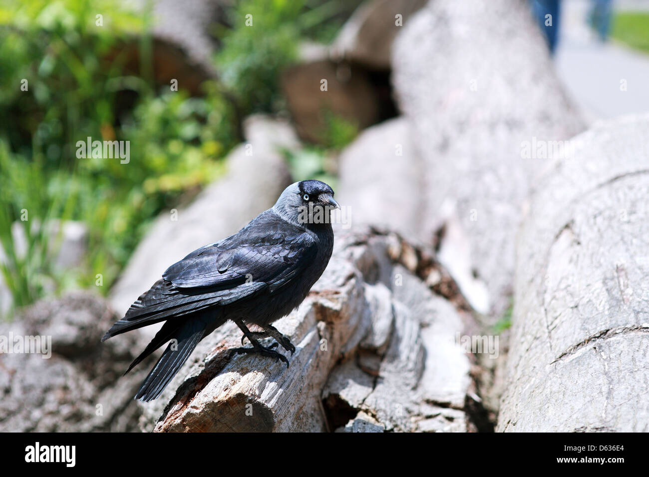 Gray jackdaw hi-res stock photography and images - Alamy