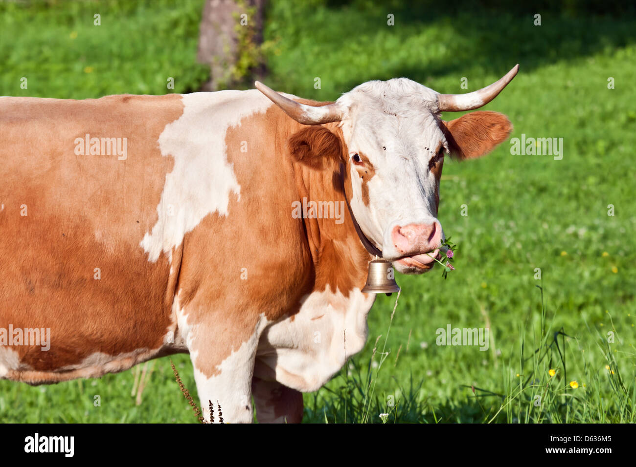 alpine cute cow on summer pasture grazing flowers Stock Photo - Alamy
