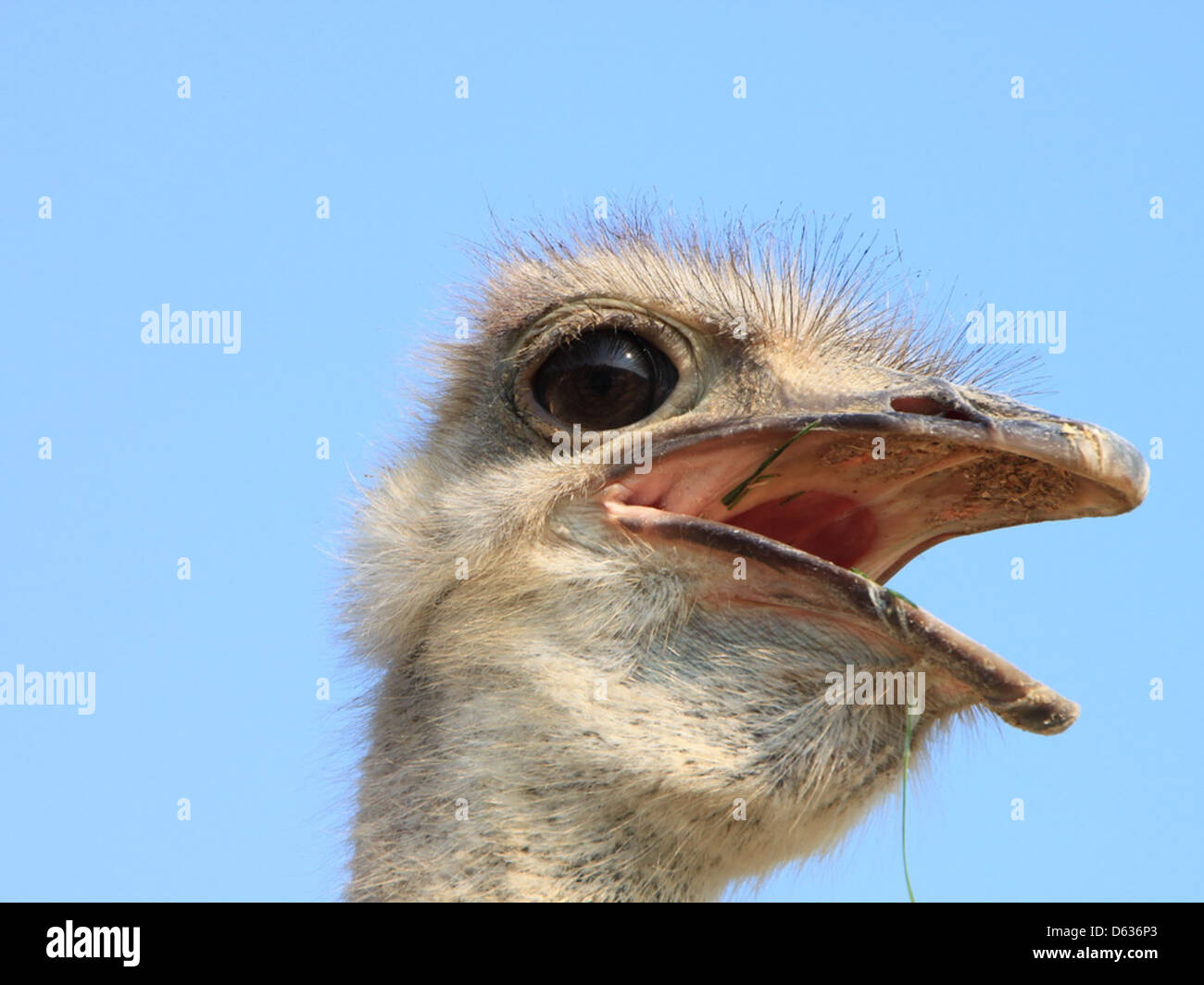 This close-up photo captures the head of an ostrich, showcasing its ...