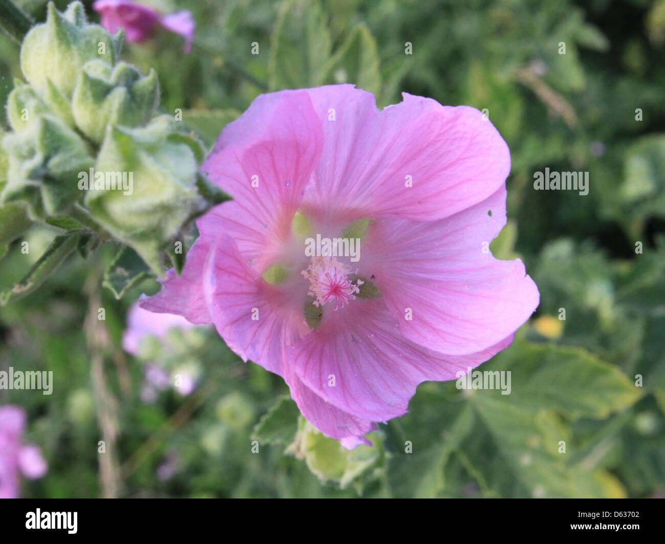 Malva images hi-res stock photography and images - Alamy