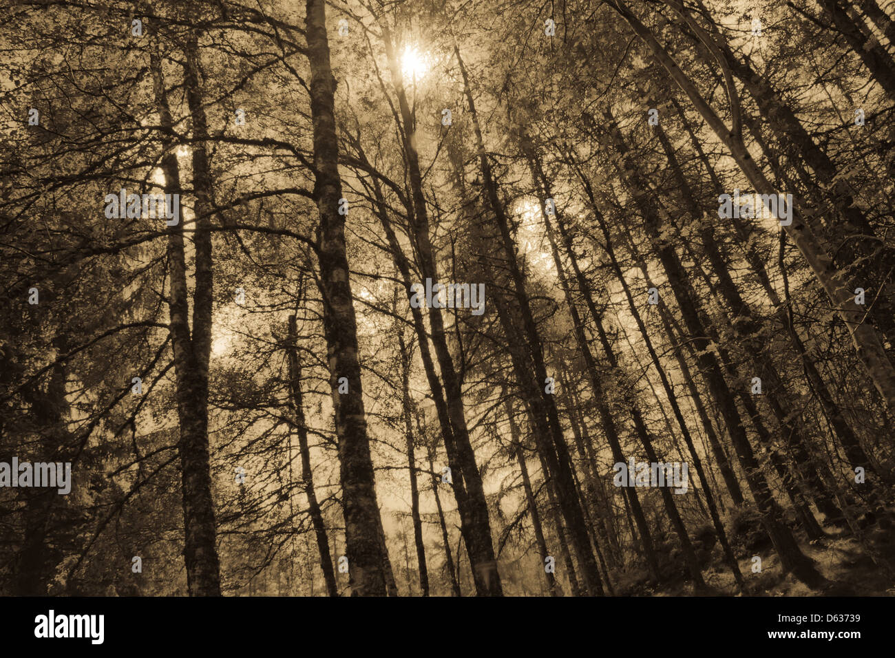 Sun through trees Stock Photo - Alamy