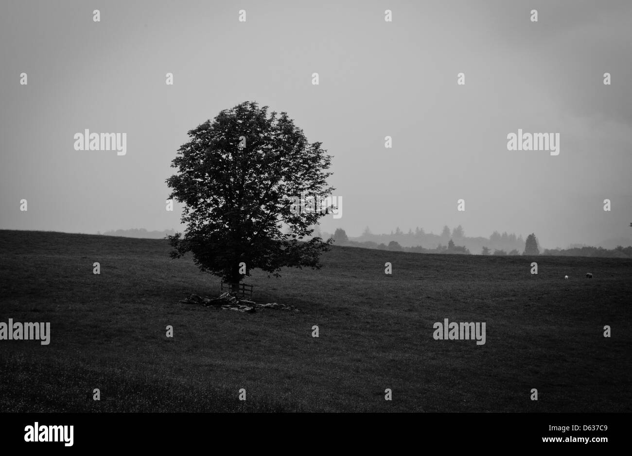 Sole tree in the rain Stock Photo - Alamy