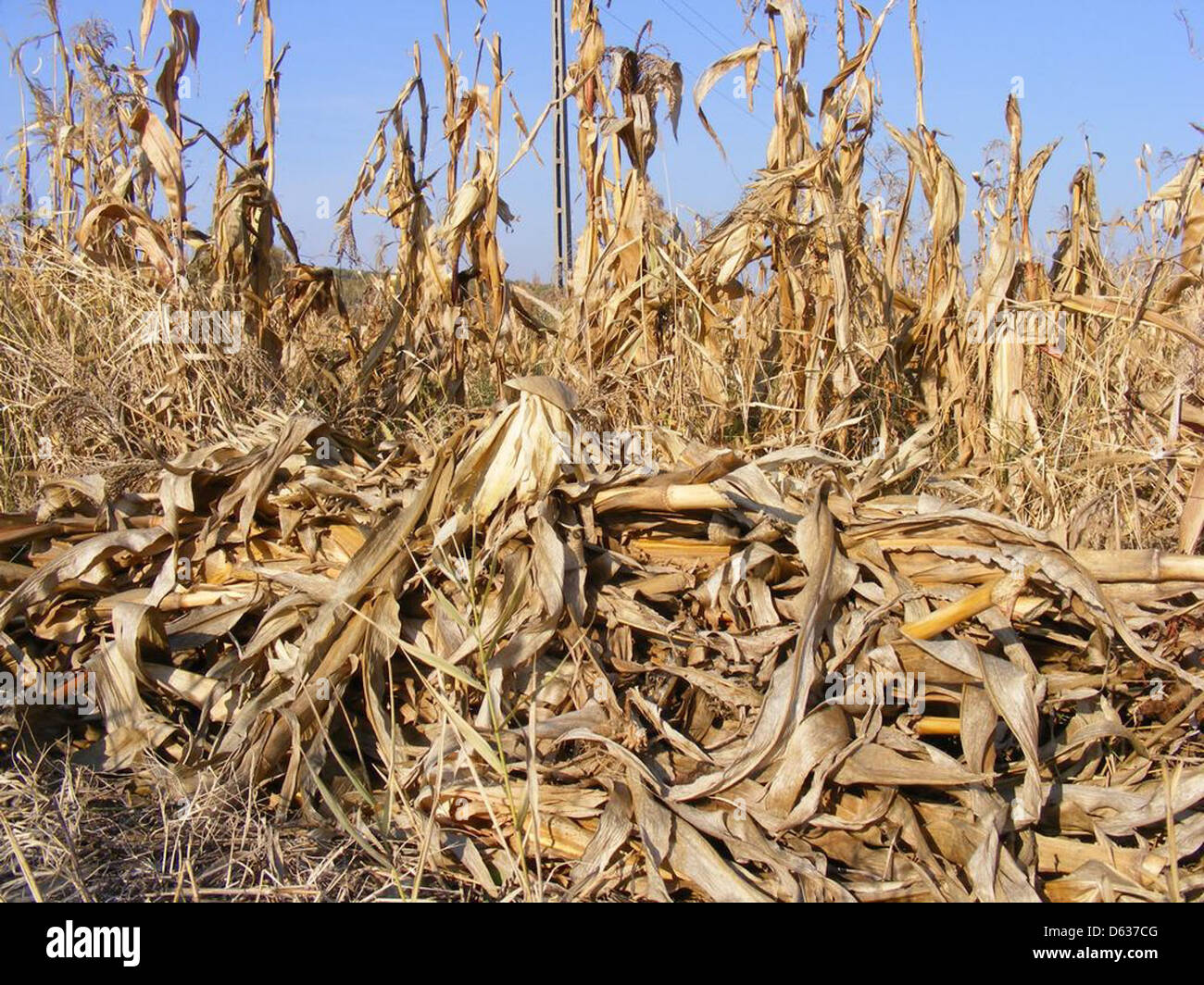 Field of dried corn stalks hi-res stock photography and images - Alamy