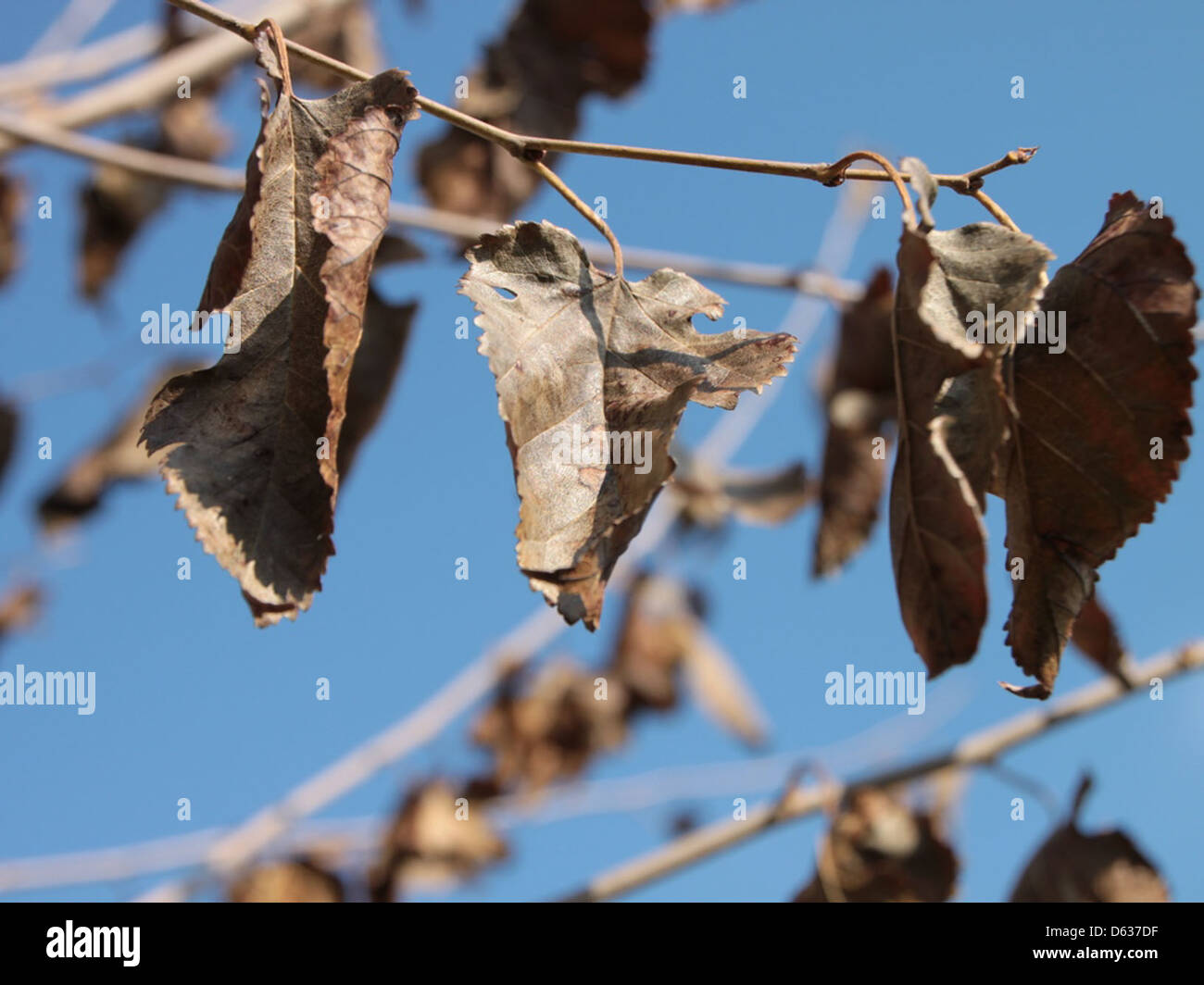 Dried-Mulberry-Leaves Mulberry-Tree 73760 Stock Photo - Alamy