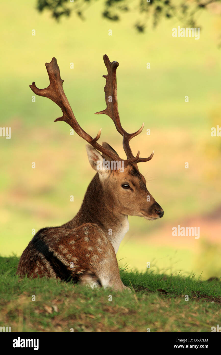 Mammal buck hi-res stock photography and images - Alamy