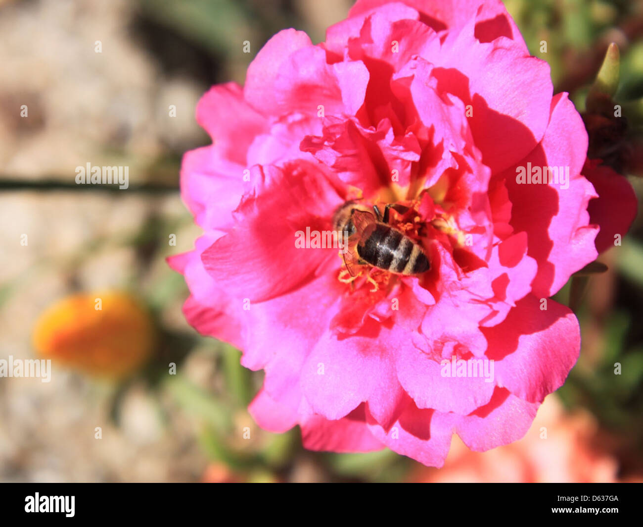 A honey bee flying in mid-air, showcasing its rapid wing movement. It ...