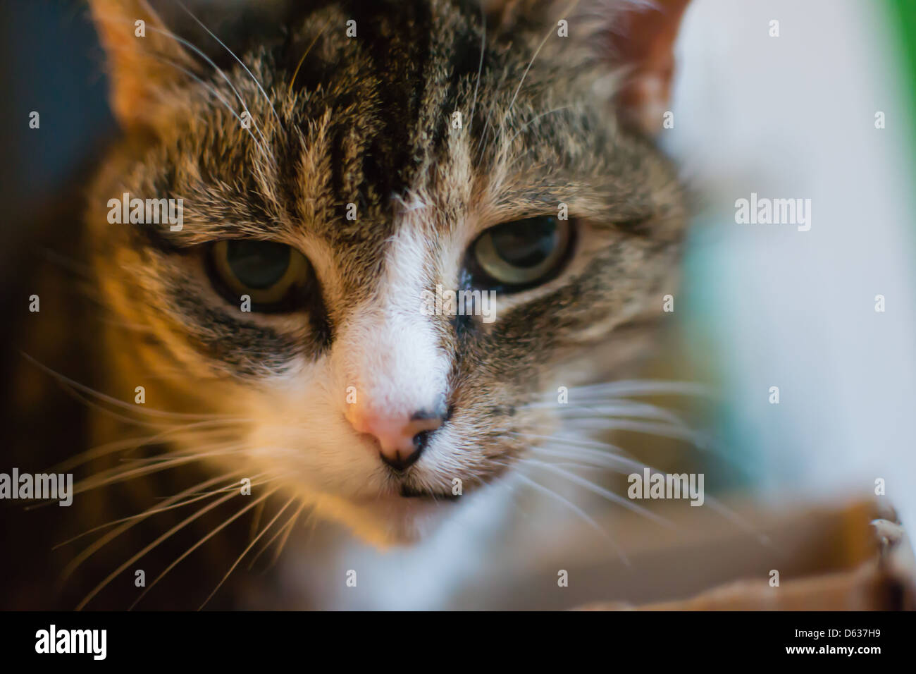 Cat in a box Stock Photo - Alamy