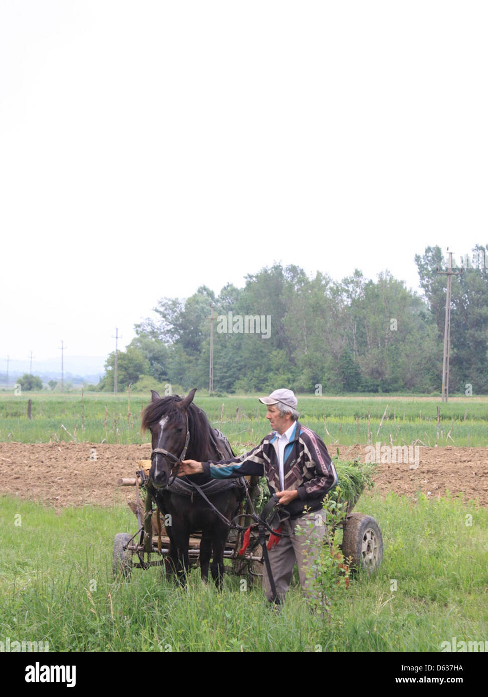 A horse pulling a cart through a field. The scene captures the peaceful ...