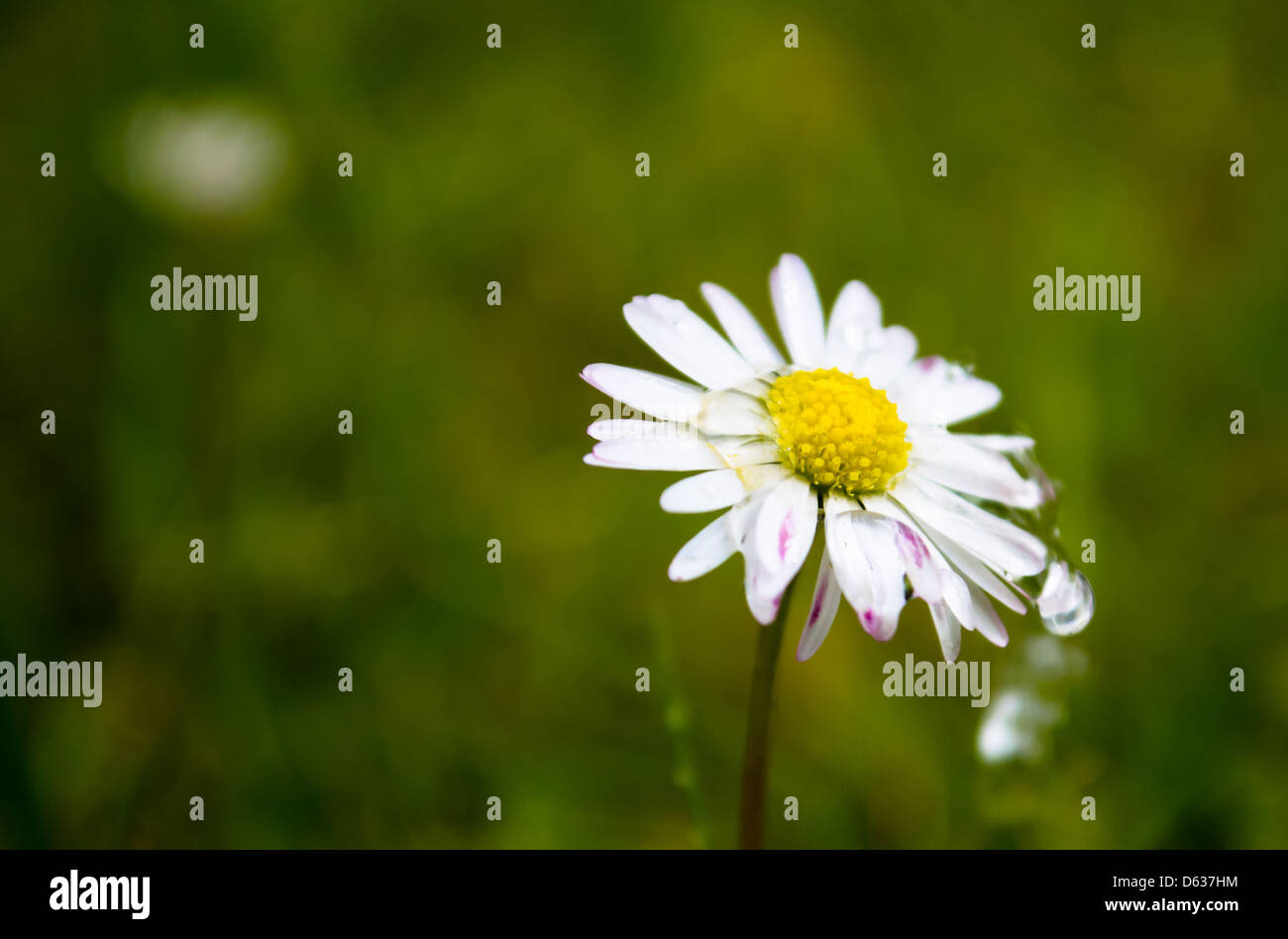 Daisy in the rain Stock Photo - Alamy