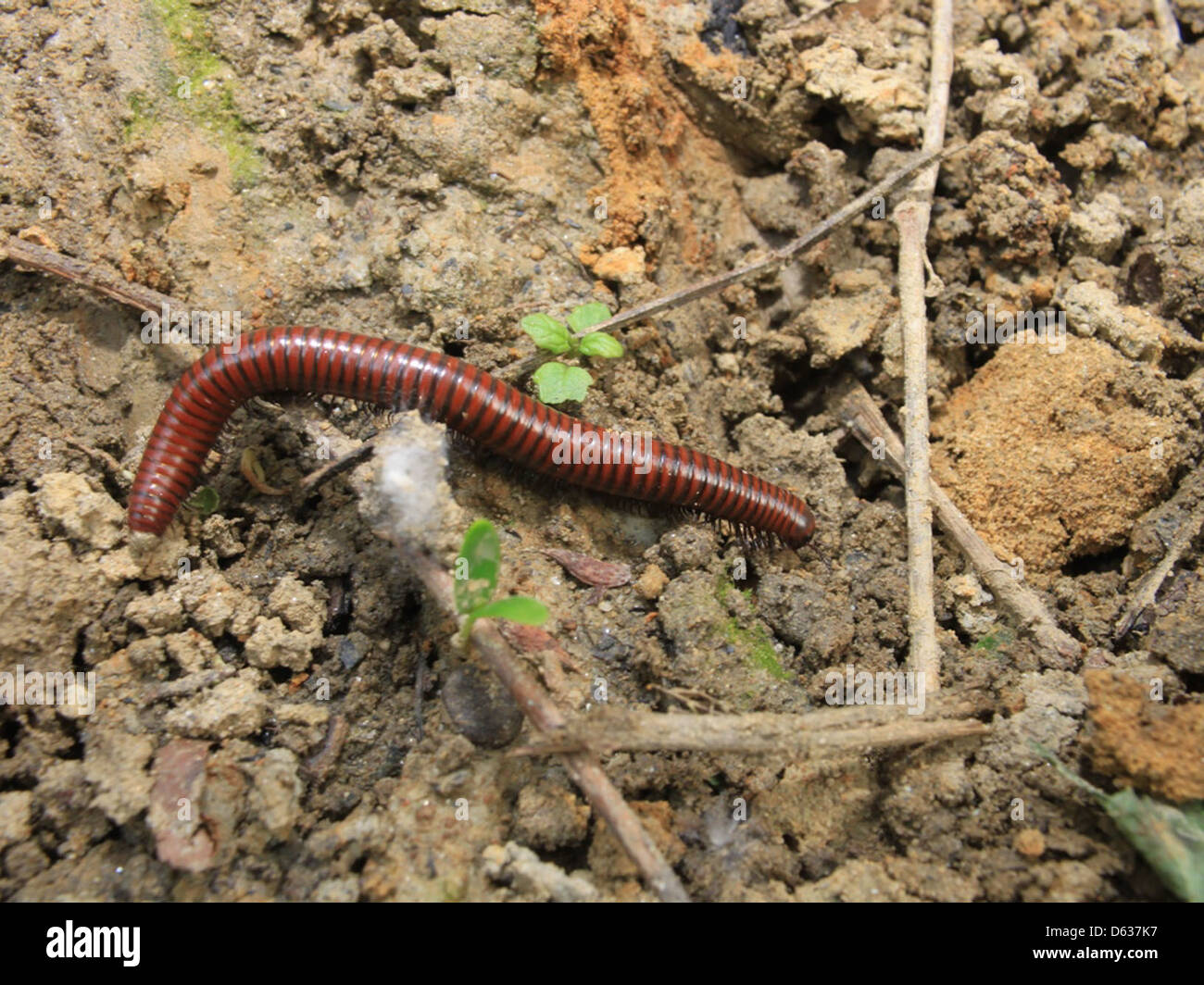 Millipedes images hi-res stock photography and images - Alamy