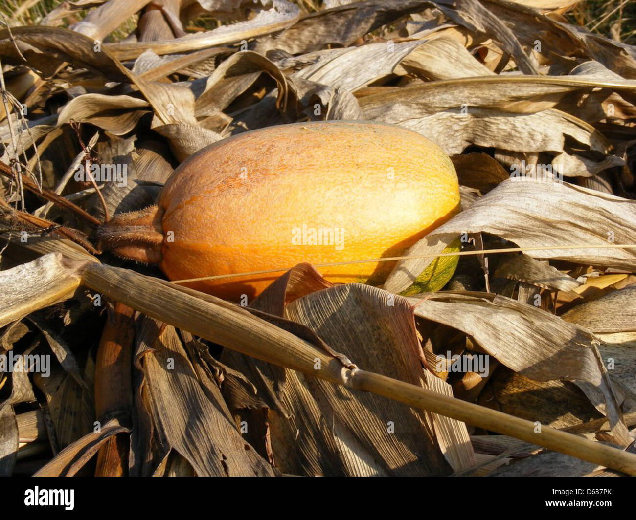 Pumpkin-Dried-Corn-Stalks Autumn 61437 Stock Photo - Alamy