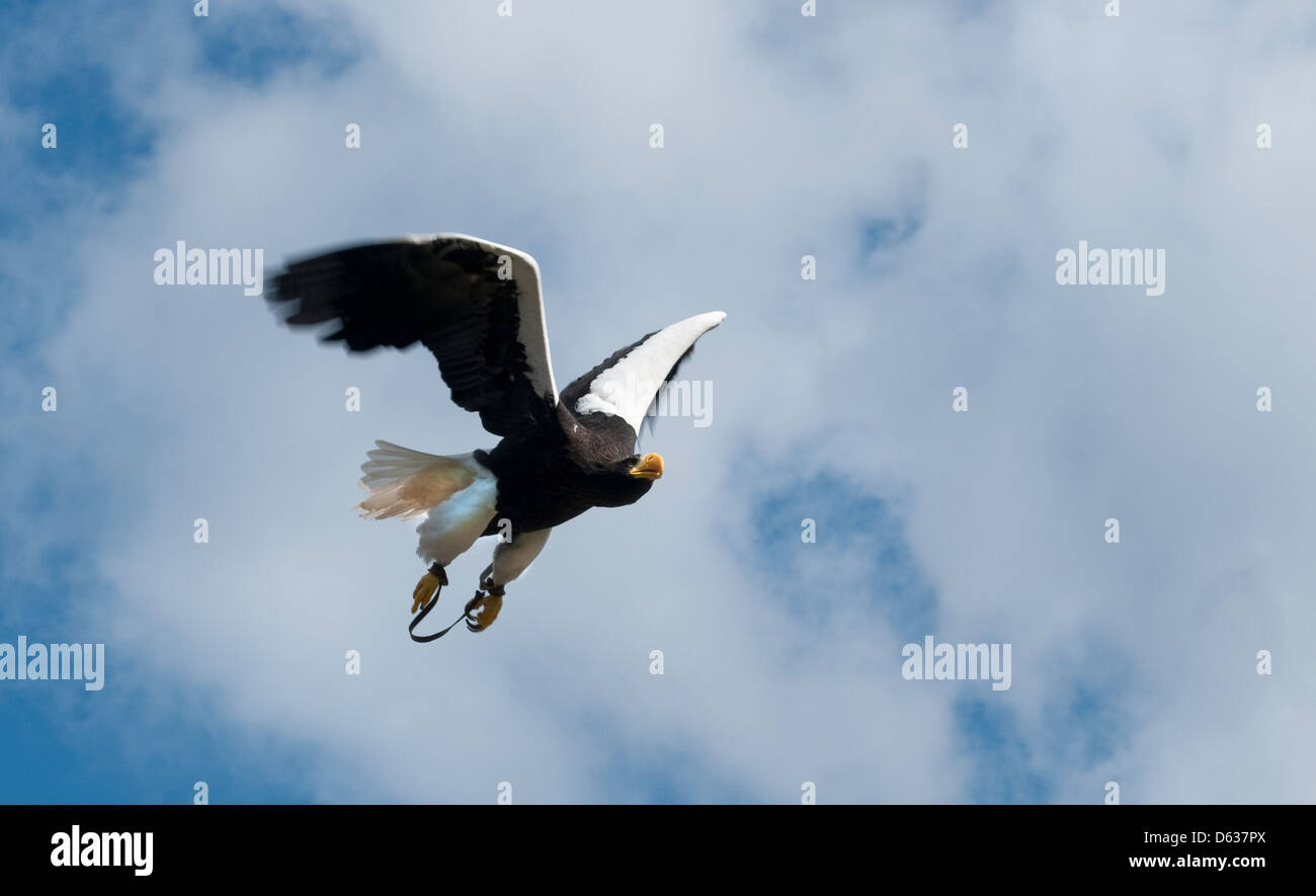 Warwick castle birds of prey hi-res stock photography and images - Alamy