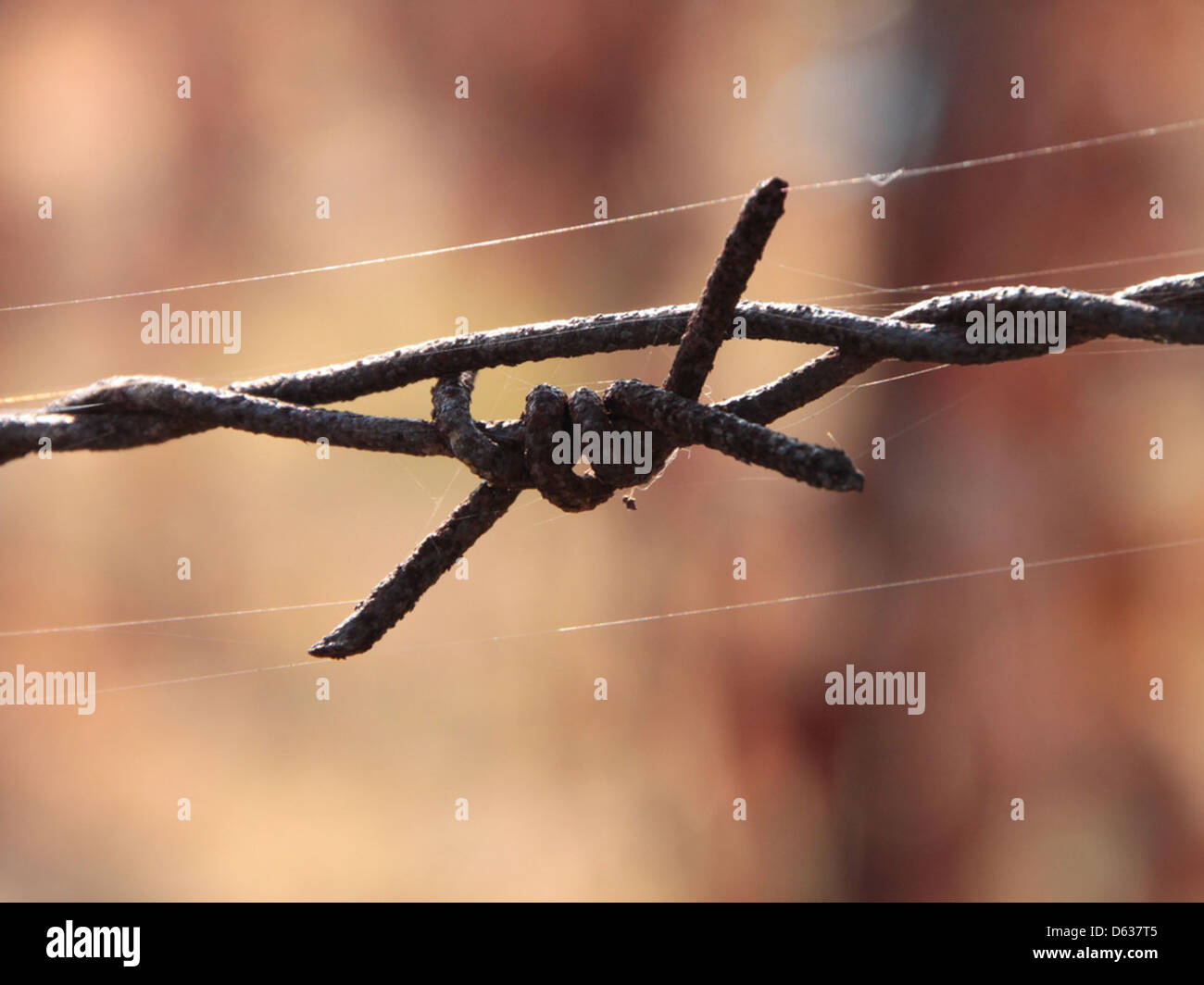 A close-up view of rusty barbed wire, highlighting the weathered metal ...