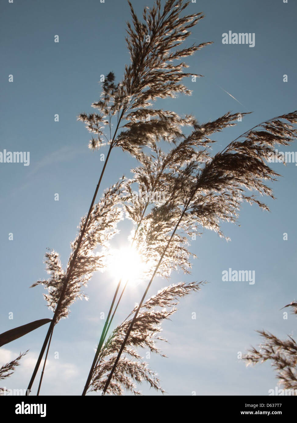 Public domain sun hi-res stock photography and images - Alamy