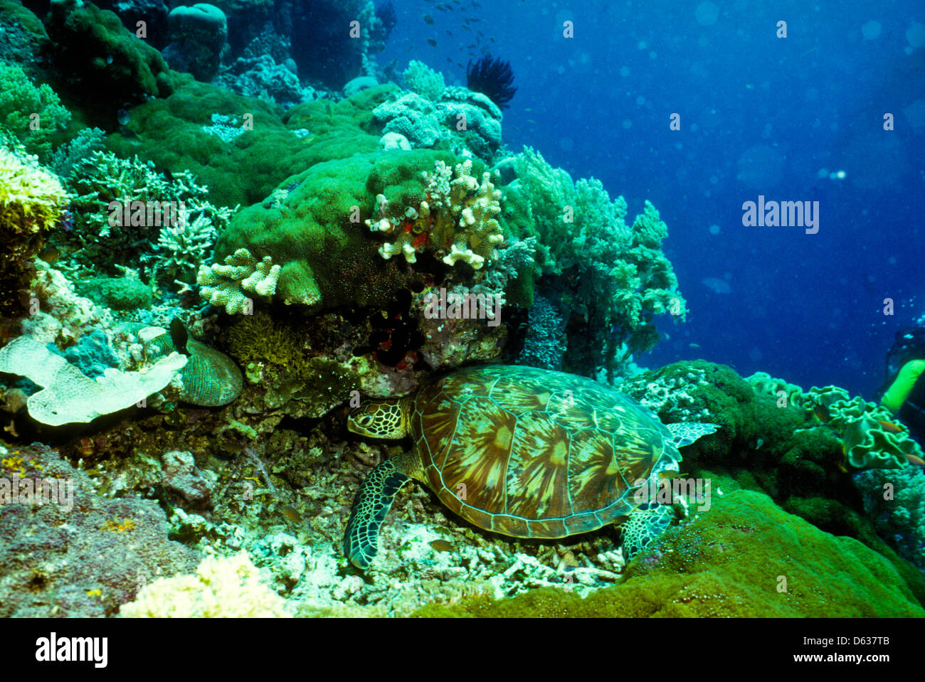 Hawksbill Turtle on the reef ledge,Sipadan May1992 Underwater Slide ...