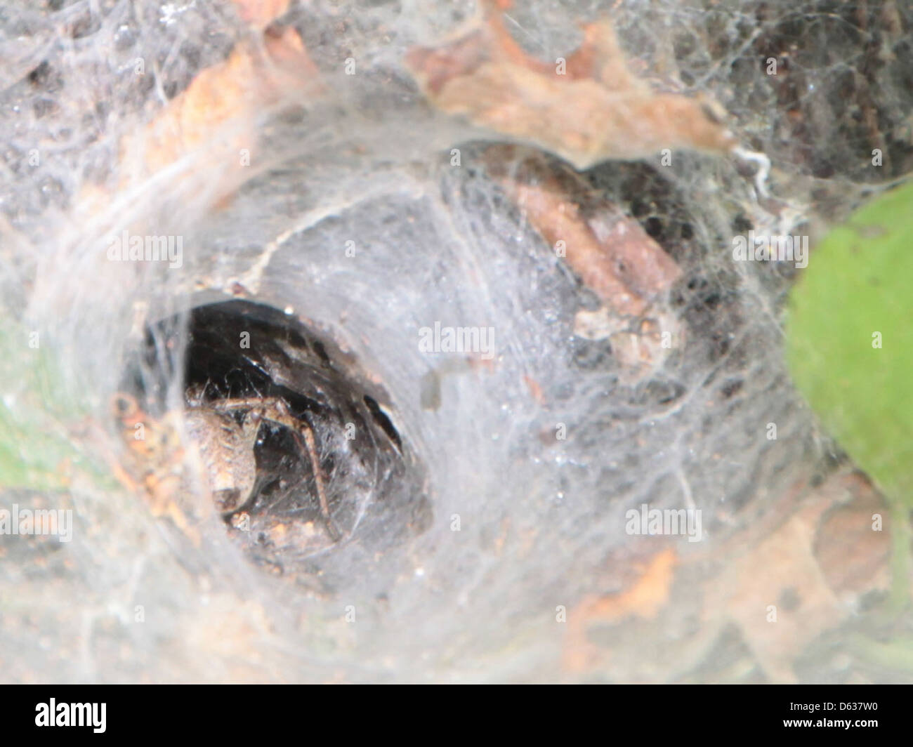 A trapdoor spider burrow hidden beneath the soil, with a trapdoor ...