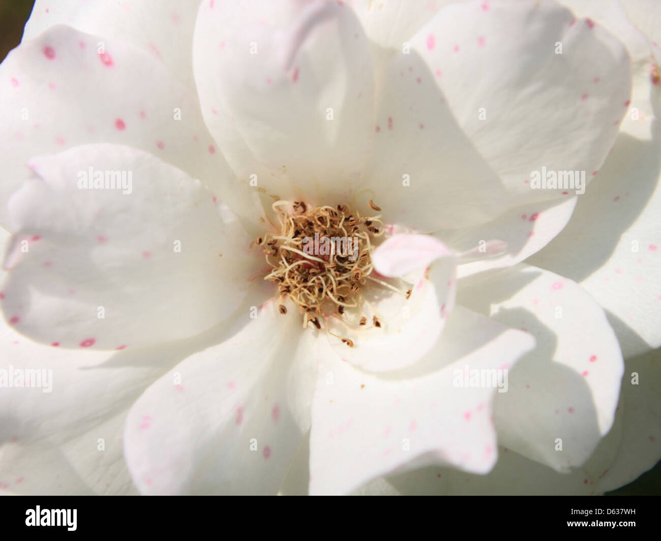 A close-up view of a white rose with distinctive pink spots on the ...