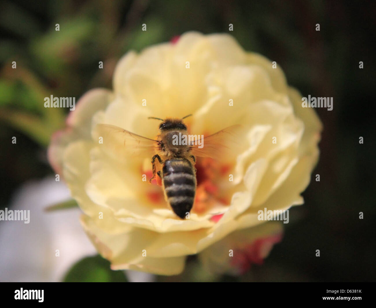 Public domain insects hi-res stock photography and images - Alamy