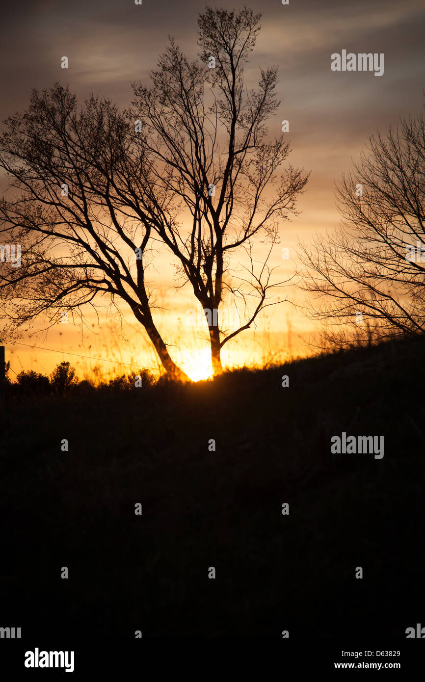 Trees in the beautiful sunset Stock Photo - Alamy