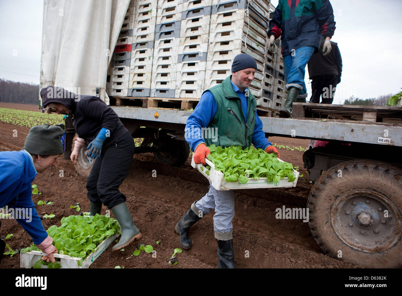 Chinese cabbage planting on field, Czech Republic Farmer Stock Photo ...