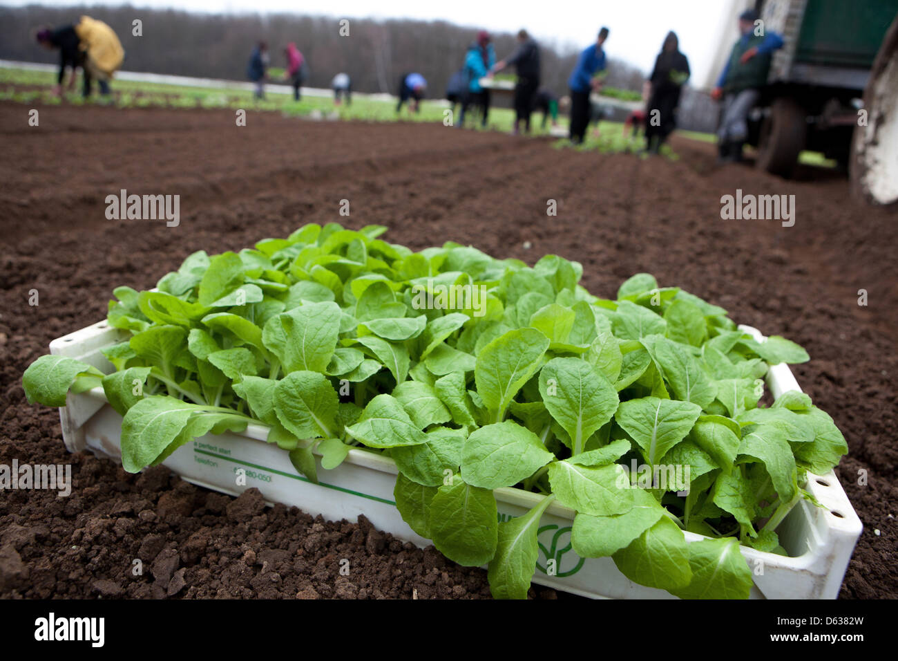 Chinese cabbage planting on field, Czech Republic Farmer Stock Photo ...